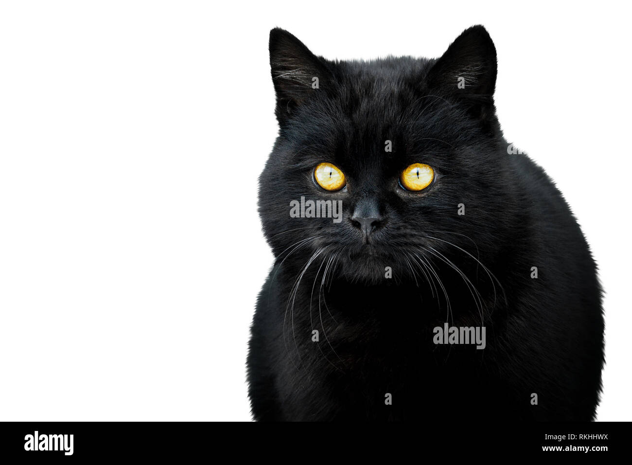 black cat on white background Stock Photo - Alamy