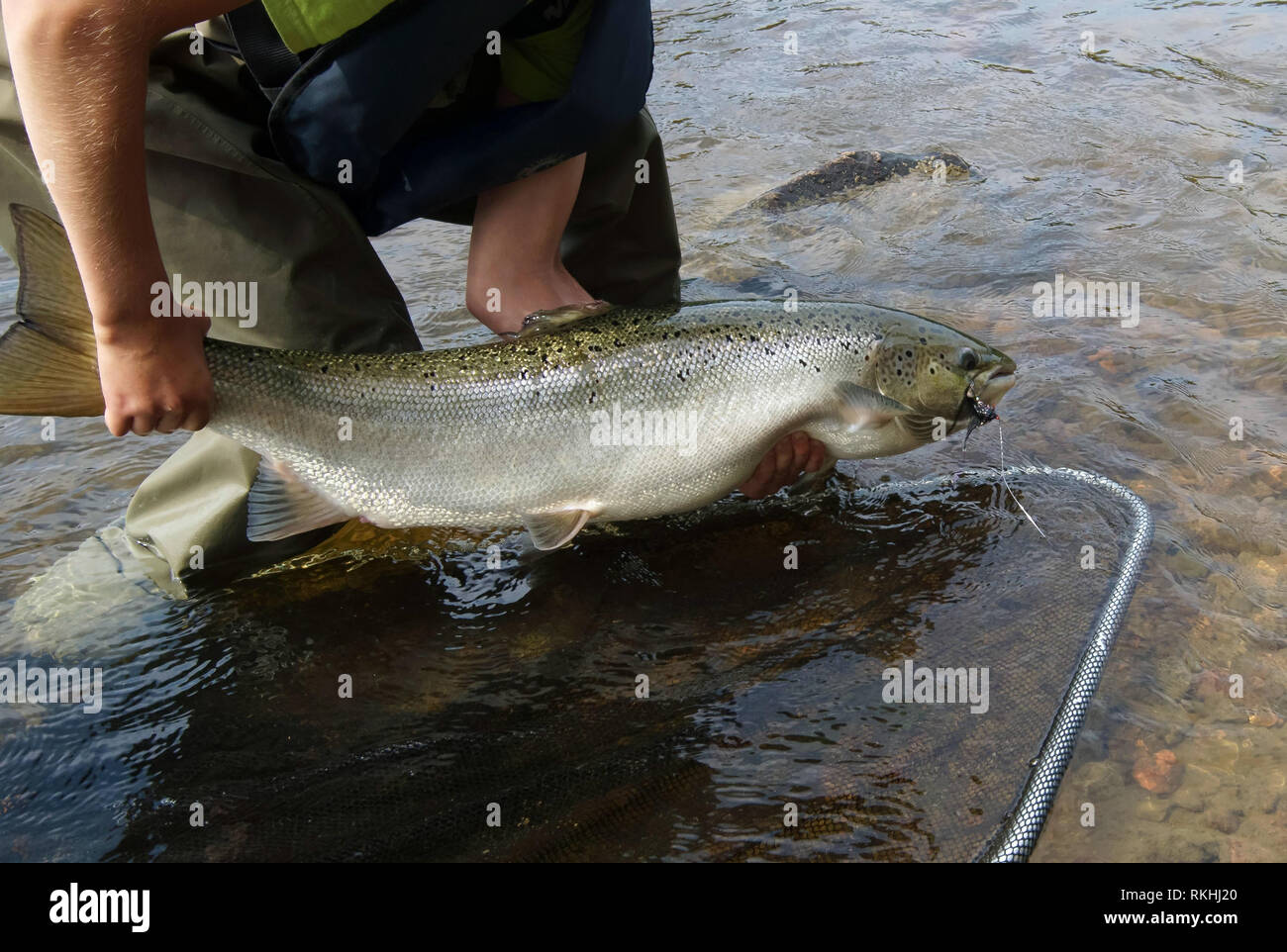 Salmon as a prey Stock Photo - Alamy