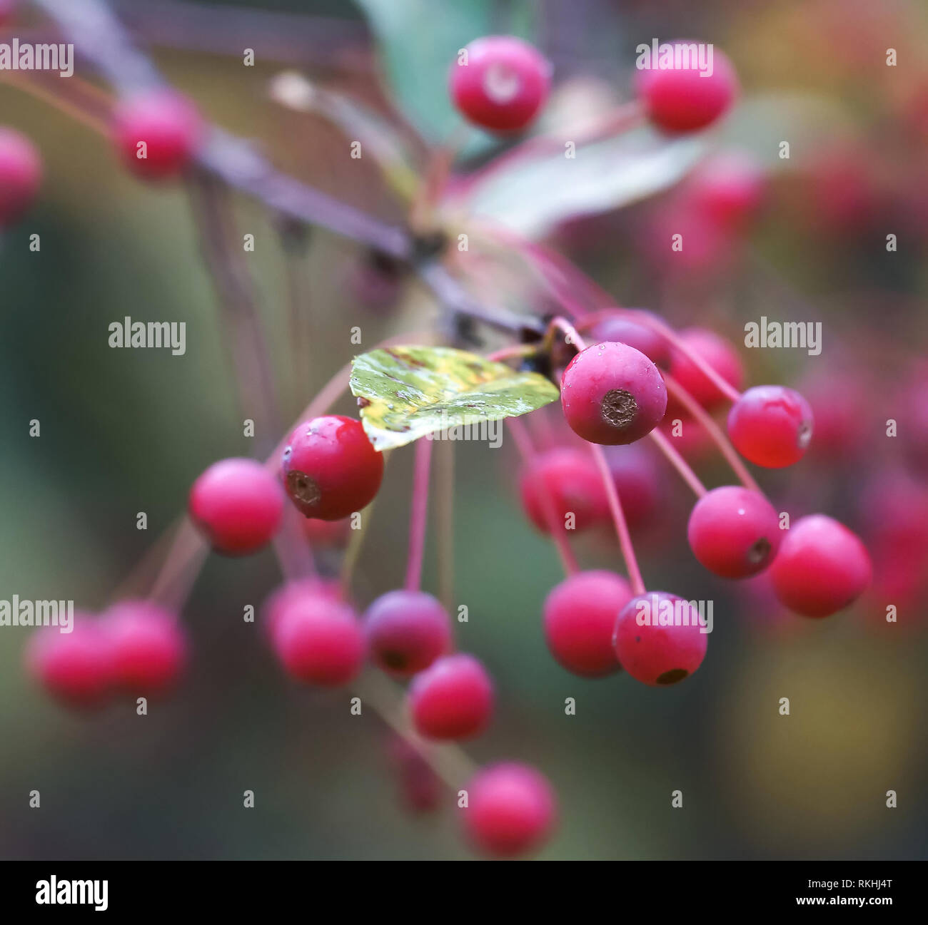 Autumn shrub hi-res stock photography and images - Alamy