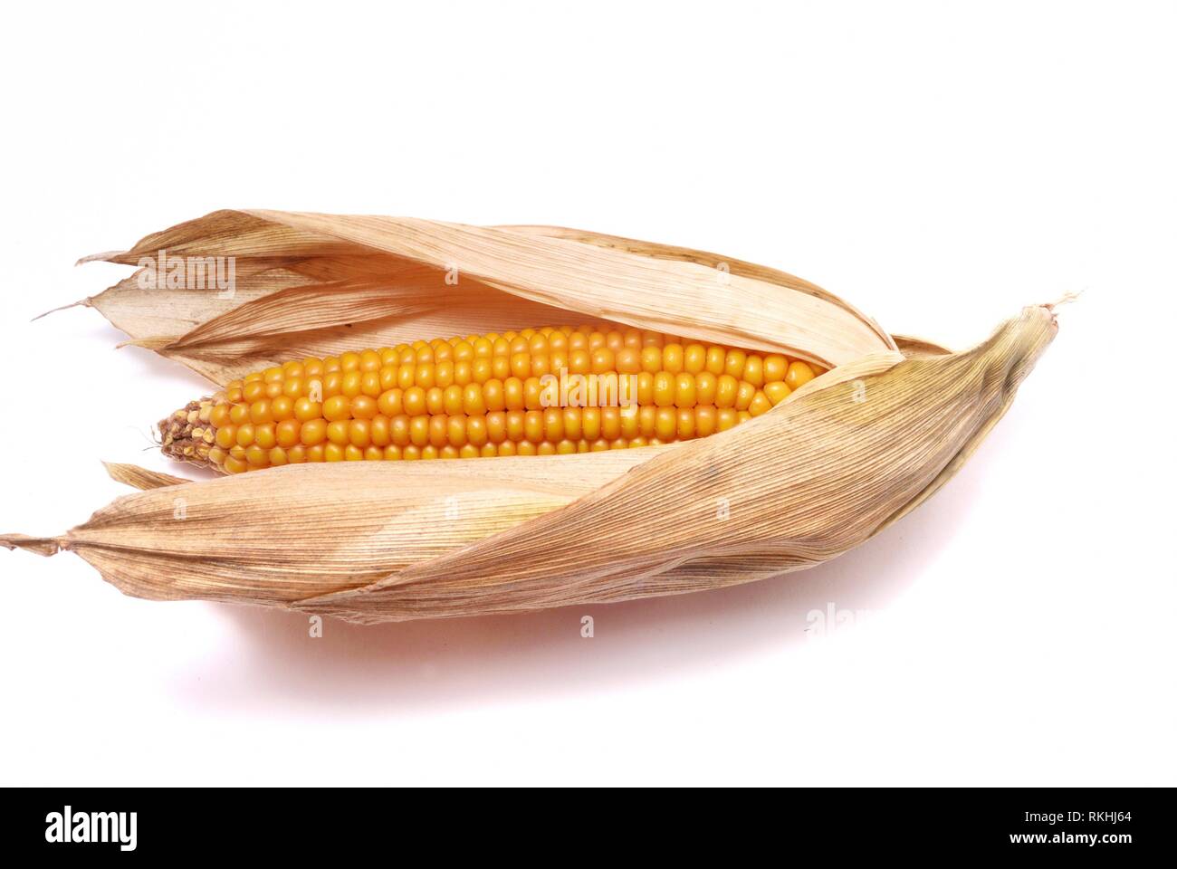 Ear of maize Cut Out Stock Images & Pictures - Alamy