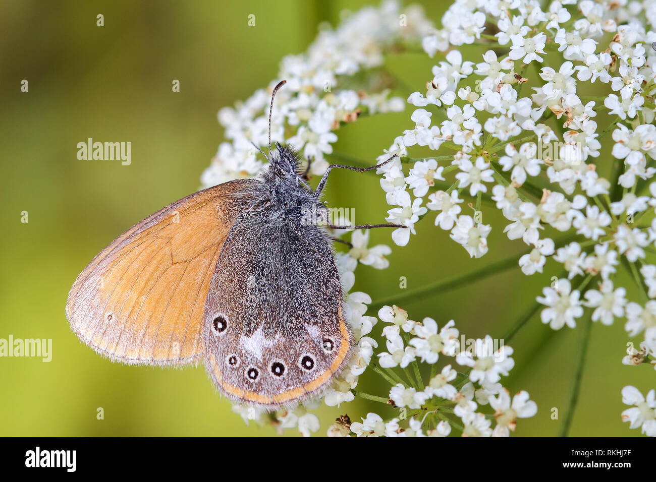 Chestnut heath butterfly hi-res stock photography and images - Alamy