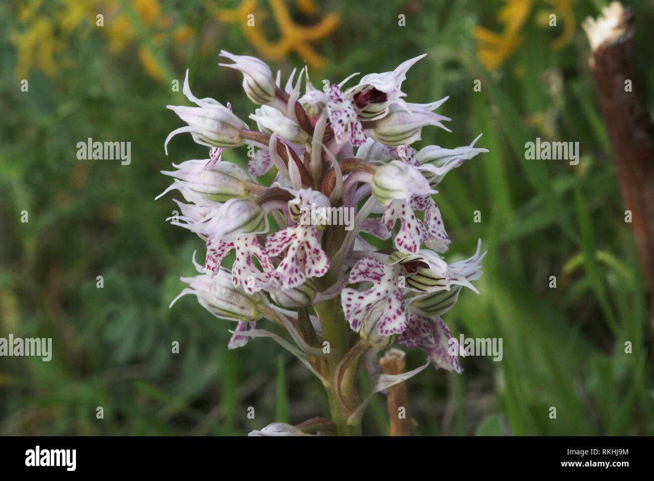 Milky Orchid (Neotinea lactea) flowering on the island of Malta in ...