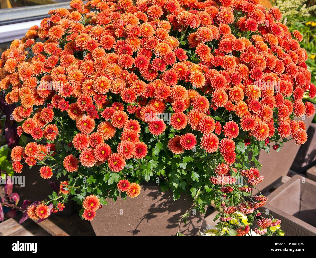 Garden pottery hi-res stock photography and images - Alamy