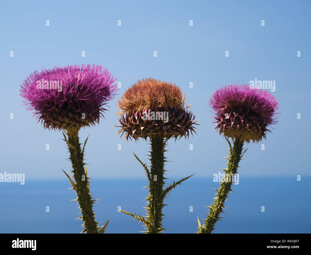 Milk thistles hi-res stock photography and images - Alamy