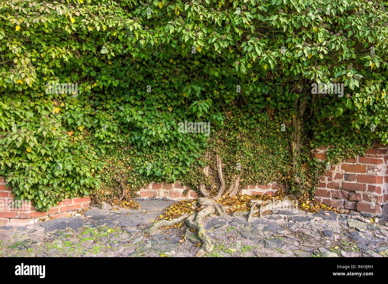 Ivy covering wall hi-res stock photography and images - Alamy