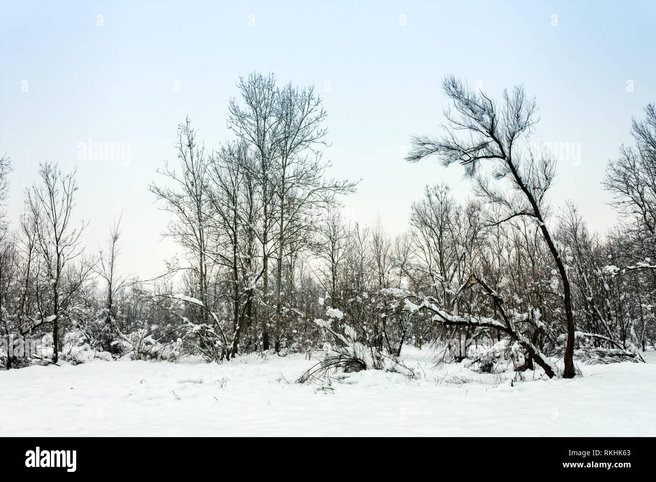 Winter landscape in a snow park after a heavy wet snowfall. A thick ...