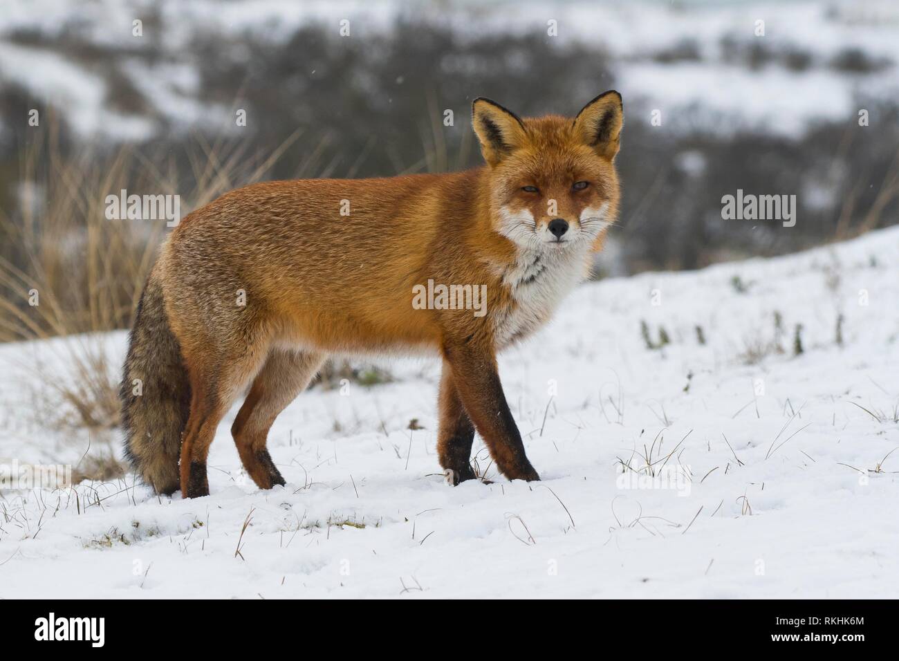 Red fox (Vulpes vulpes) in the snow, North Holland, Netherlands Stock ...