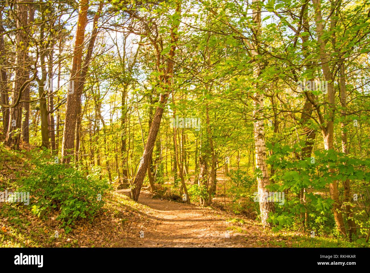 Soft light nature hi-res stock photography and images - Alamy