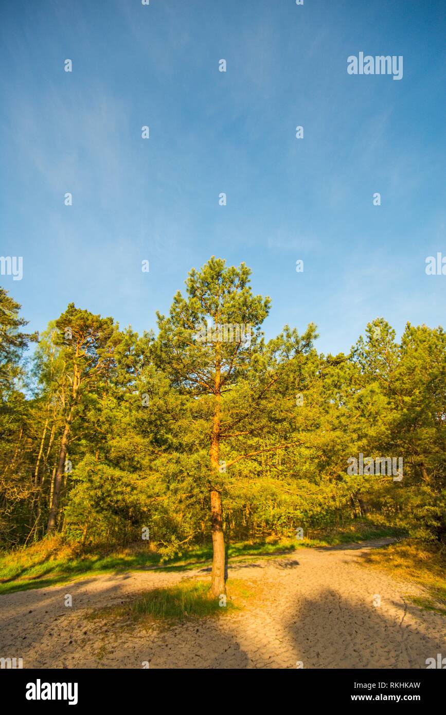 Scots pine blue sky hi-res stock photography and images - Alamy