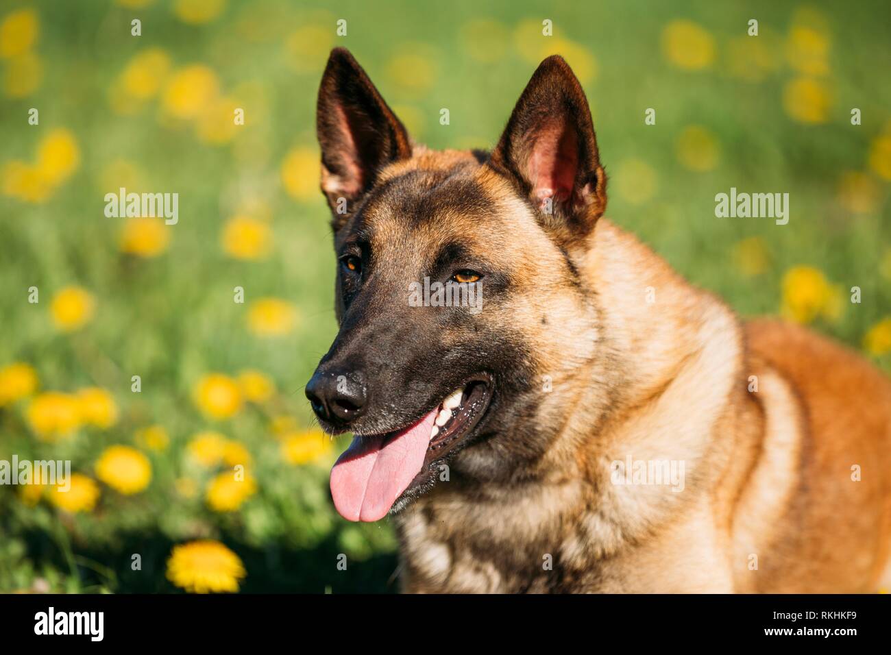 Berger malinois hi-res stock photography and images - Alamy