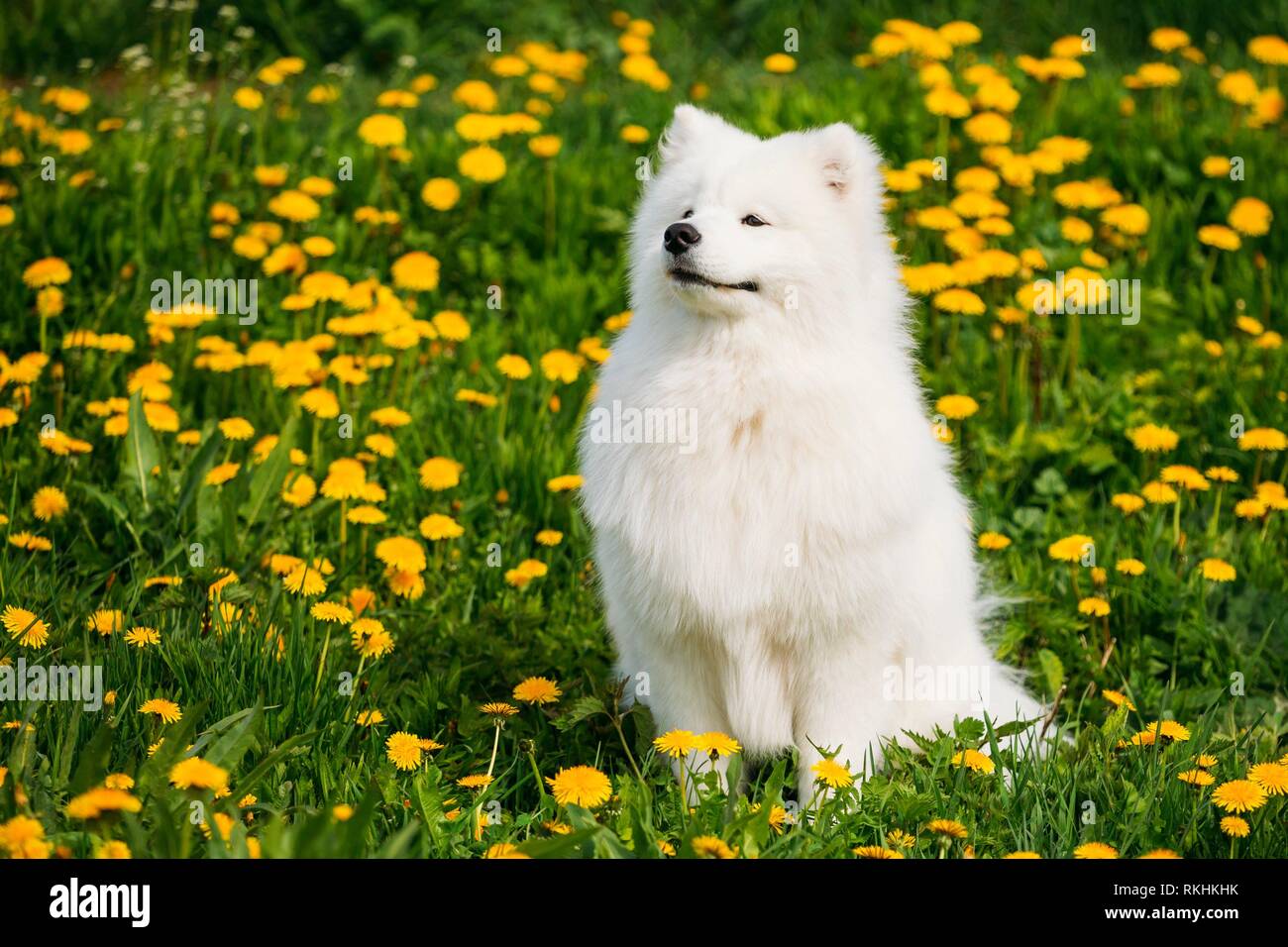Samoyed dog hi-res stock photography and images - Alamy