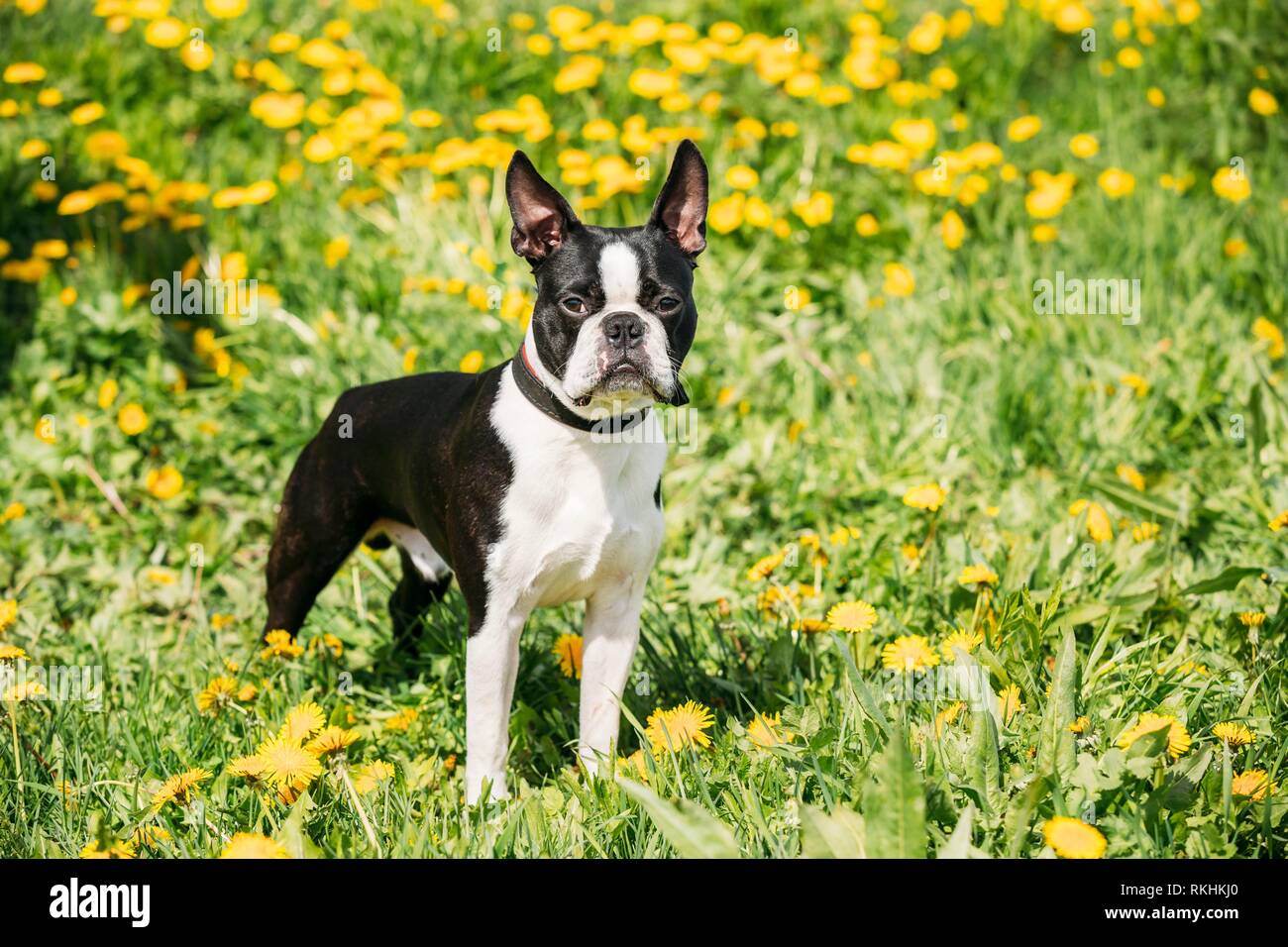 Boston bull terrier hi-res stock photography and images - Alamy