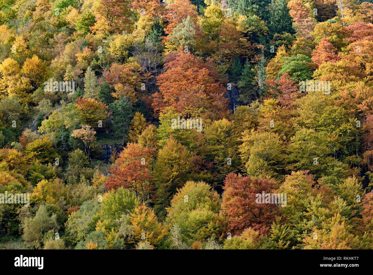 Mixed deciduous forest hi-res stock photography and images - Alamy