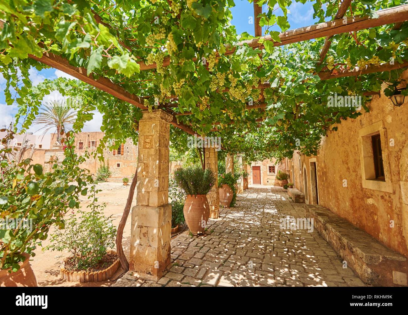 Wine vines on espalier, courtyard, Arkadi Monastery, Crete, Greece ...