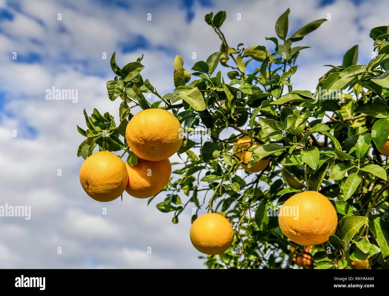 Citrus fruits on tree hi-res stock photography and images - Alamy