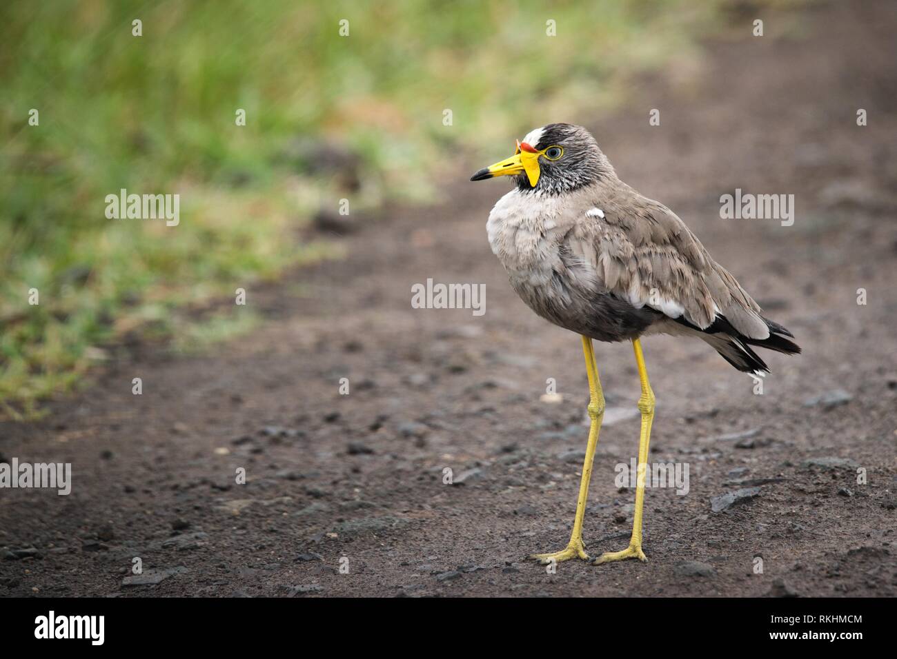African wattled lapwing (Vanellus senegallus), Hluhluwe-iMfolozi Park ...