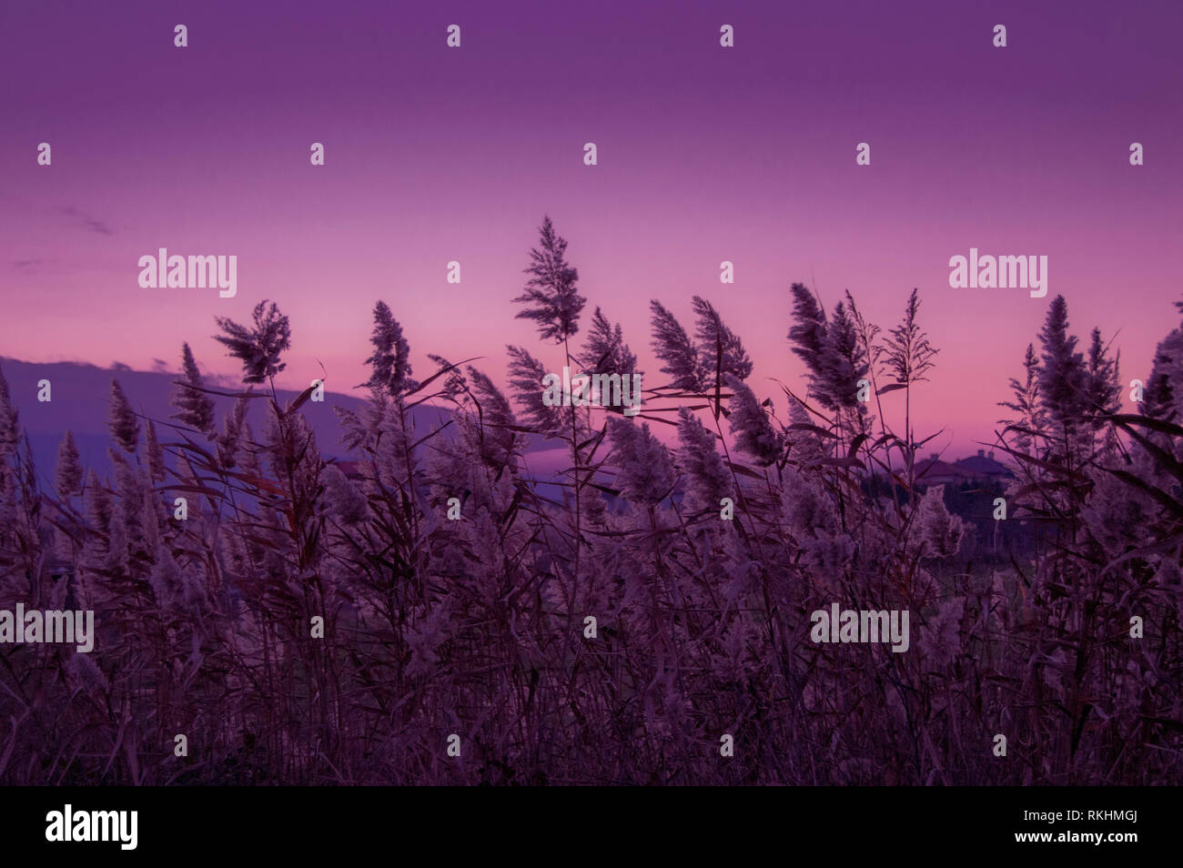 Field Plants Sunset Stock Photo - Alamy