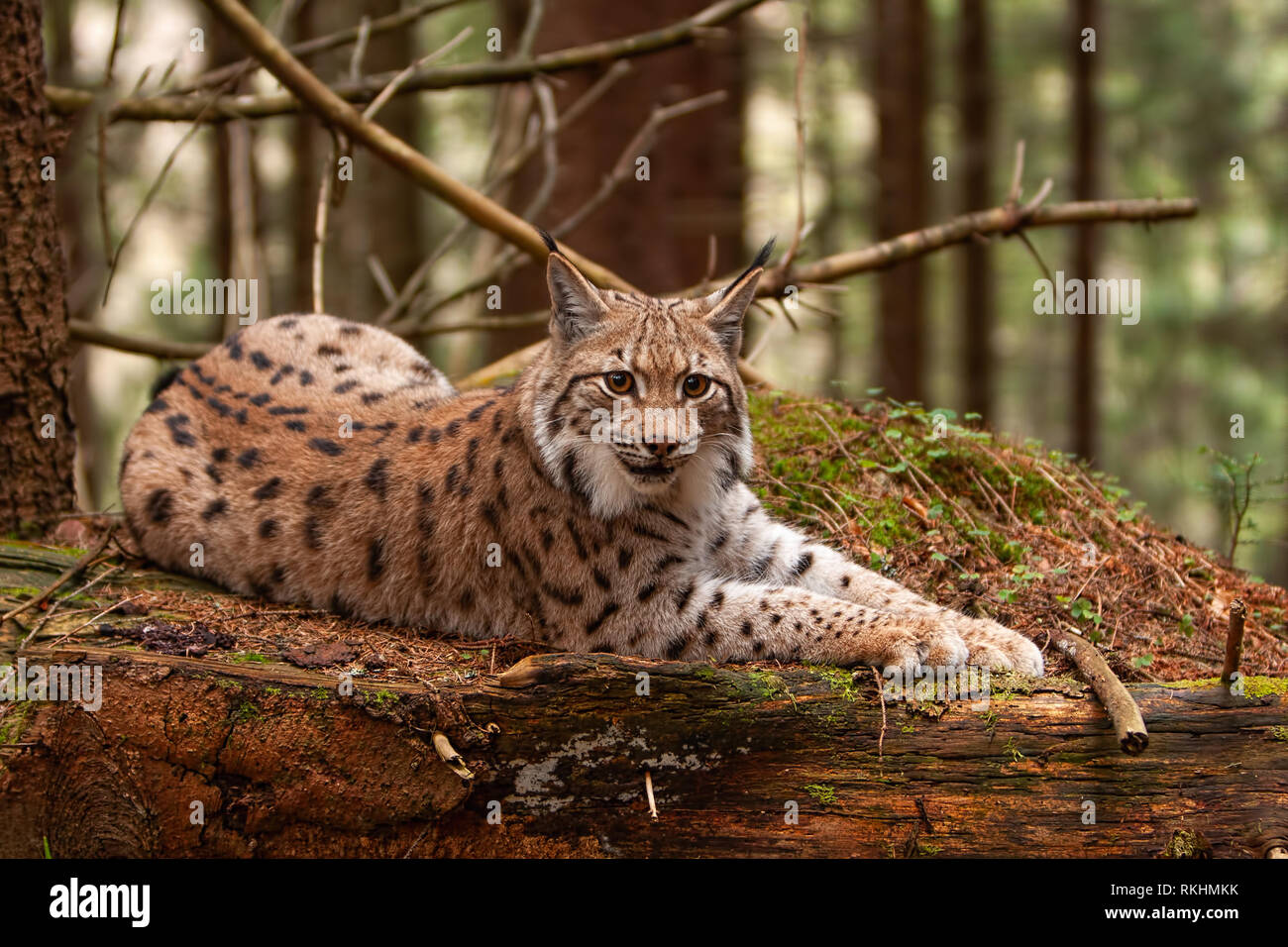 Eurasian lynx laying on fallen tree in autumn forest with blurred ...
