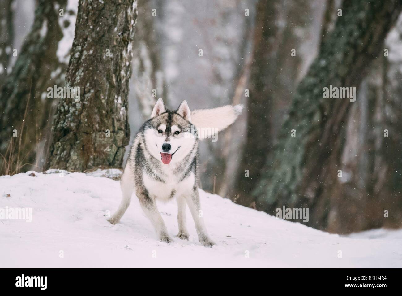Siberian husky puppy field hi-res stock photography and images - Alamy