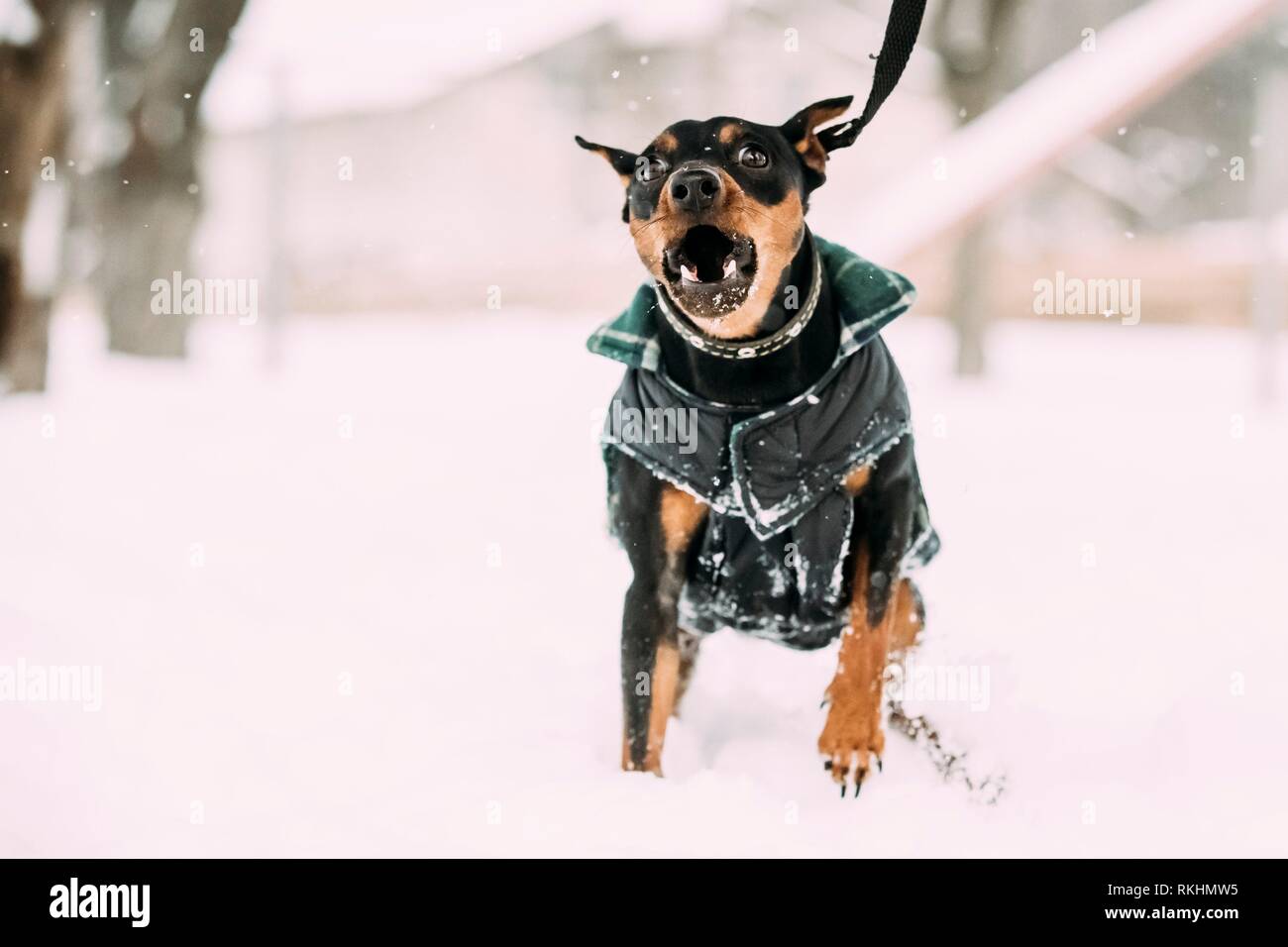 Canine min pin horizontal hi-res stock photography and images - Alamy