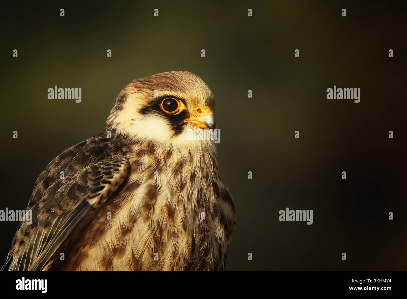 Western Red Footed Falcon Falco Vespertinus High Resolution Stock ...
