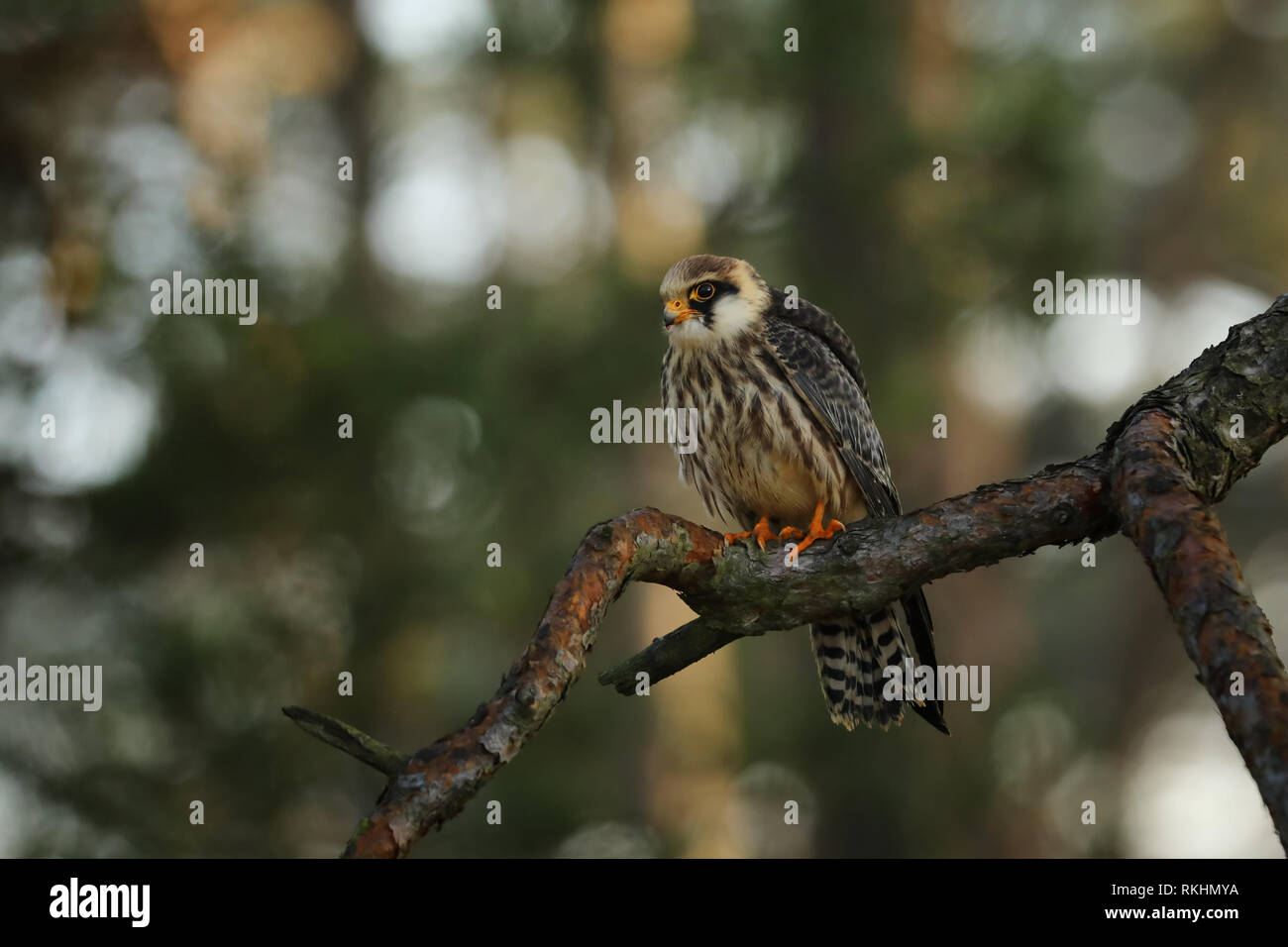 Portrait of female Western red-footed falcon (Falco vespertinus Stock ...