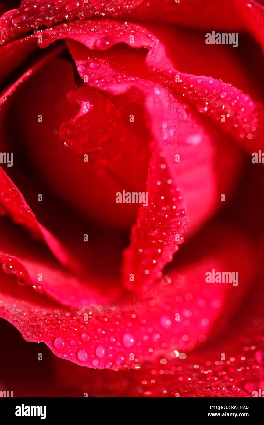 Droplet on flower hi-res stock photography and images - Alamy