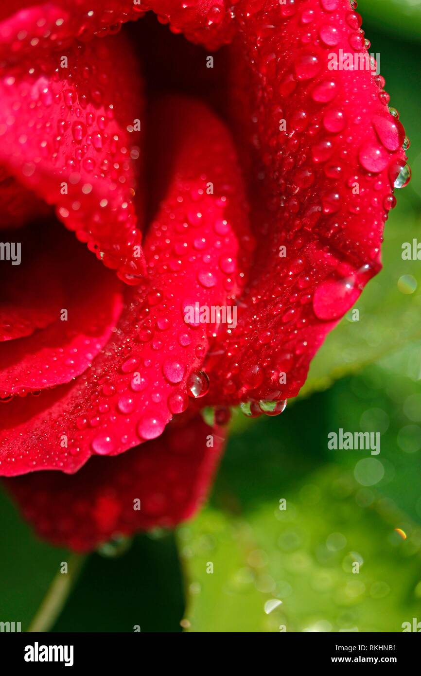 Droplet on flower hi-res stock photography and images - Alamy