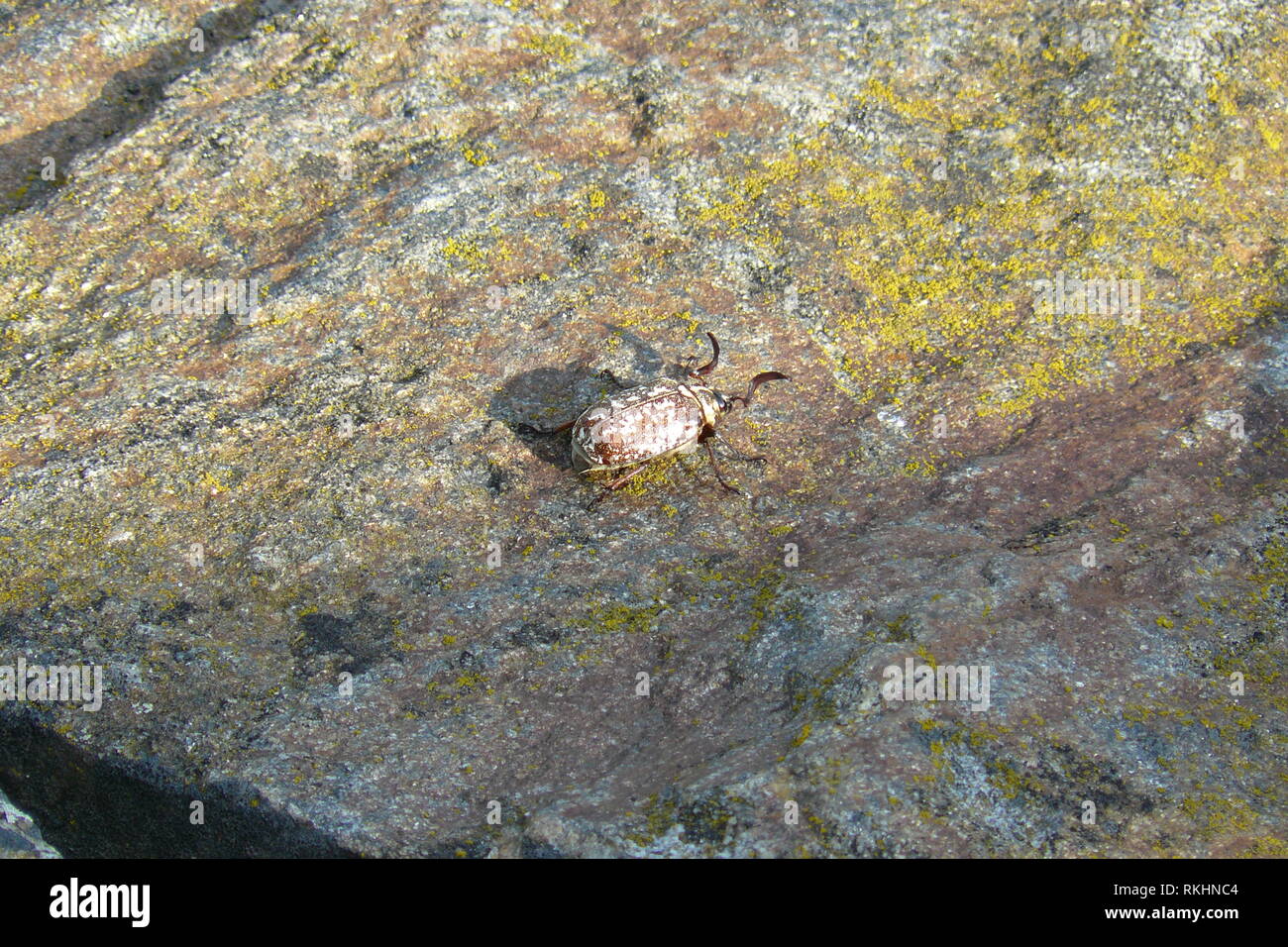 Beetle crawling on a rock Stock Photo - Alamy