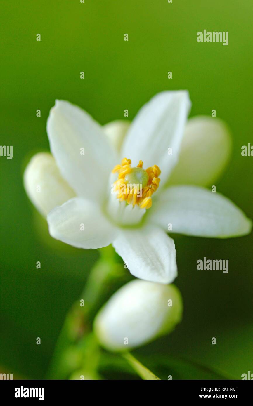 Citrus flower orange blossom hi-res stock photography and images - Alamy