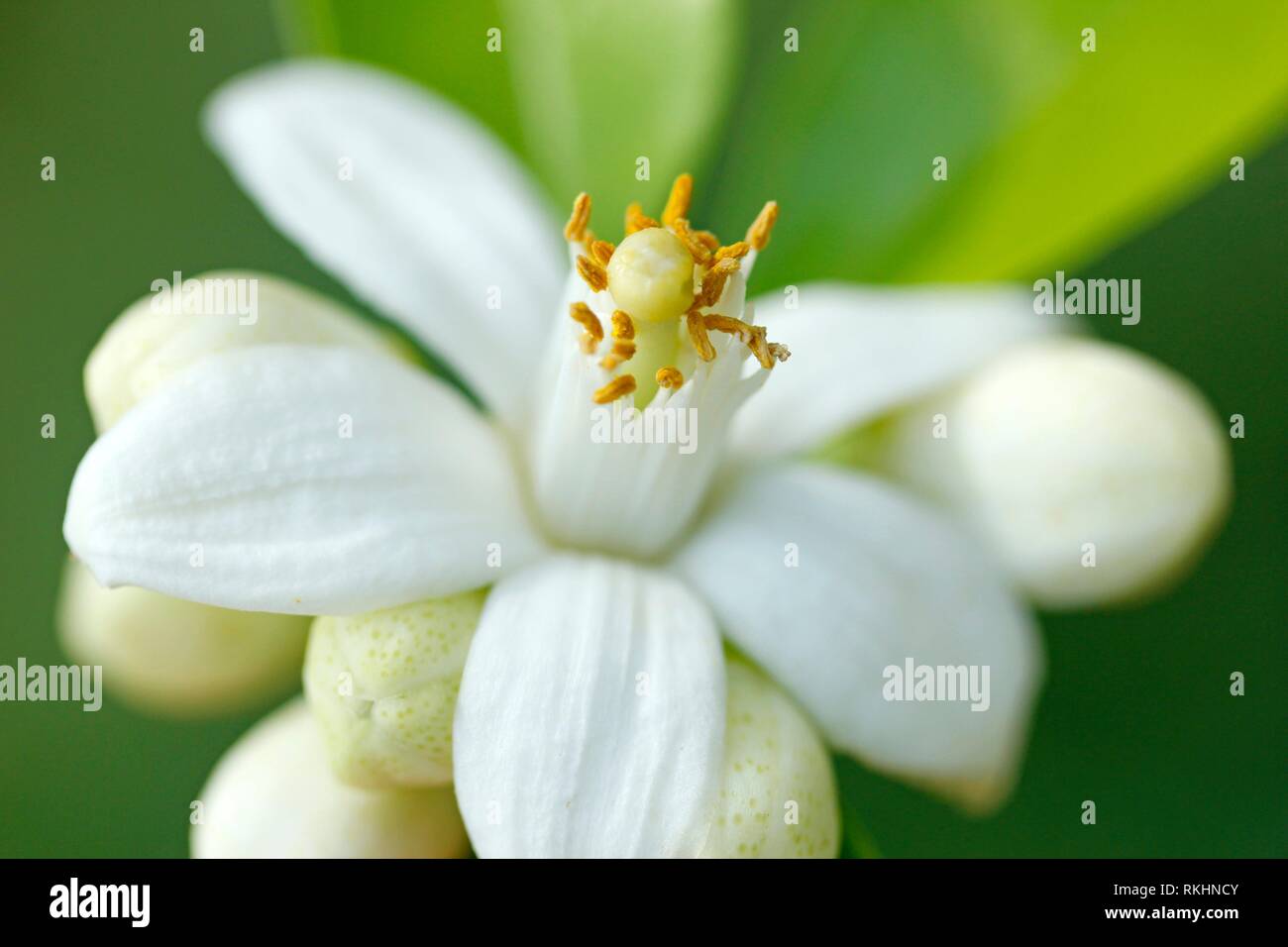Blossom citrus fruit flower hi-res stock photography and images - Alamy
