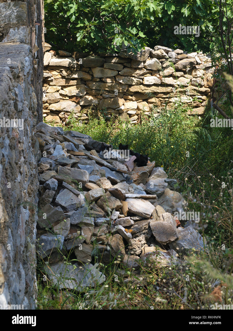 Three kitten on stacked stones from fallen wall in a Greek village ...