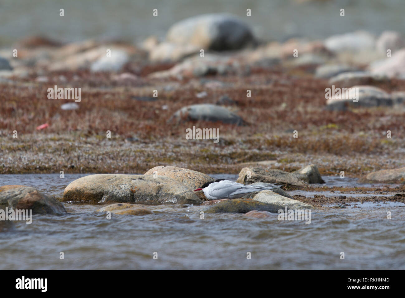 Hiding behind rocks hi-res stock photography and images - Alamy