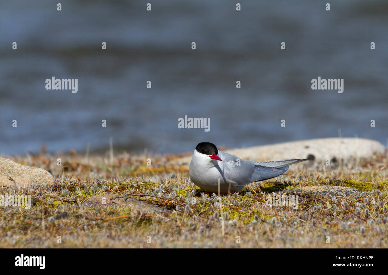 Sterna paradisaea migration hi-res stock photography and images - Alamy