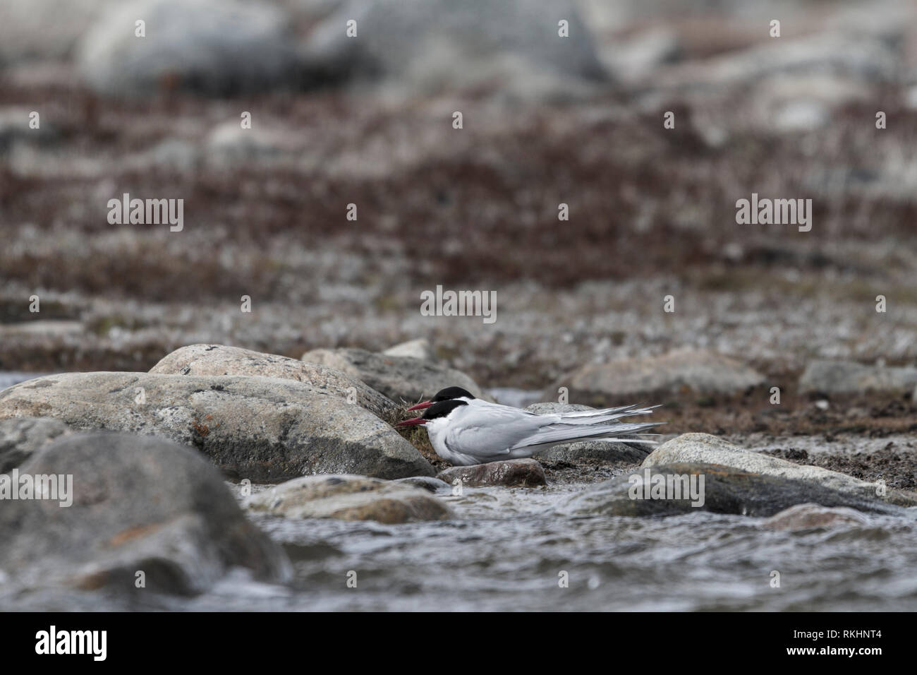 Hiding behind rocks hi-res stock photography and images - Alamy