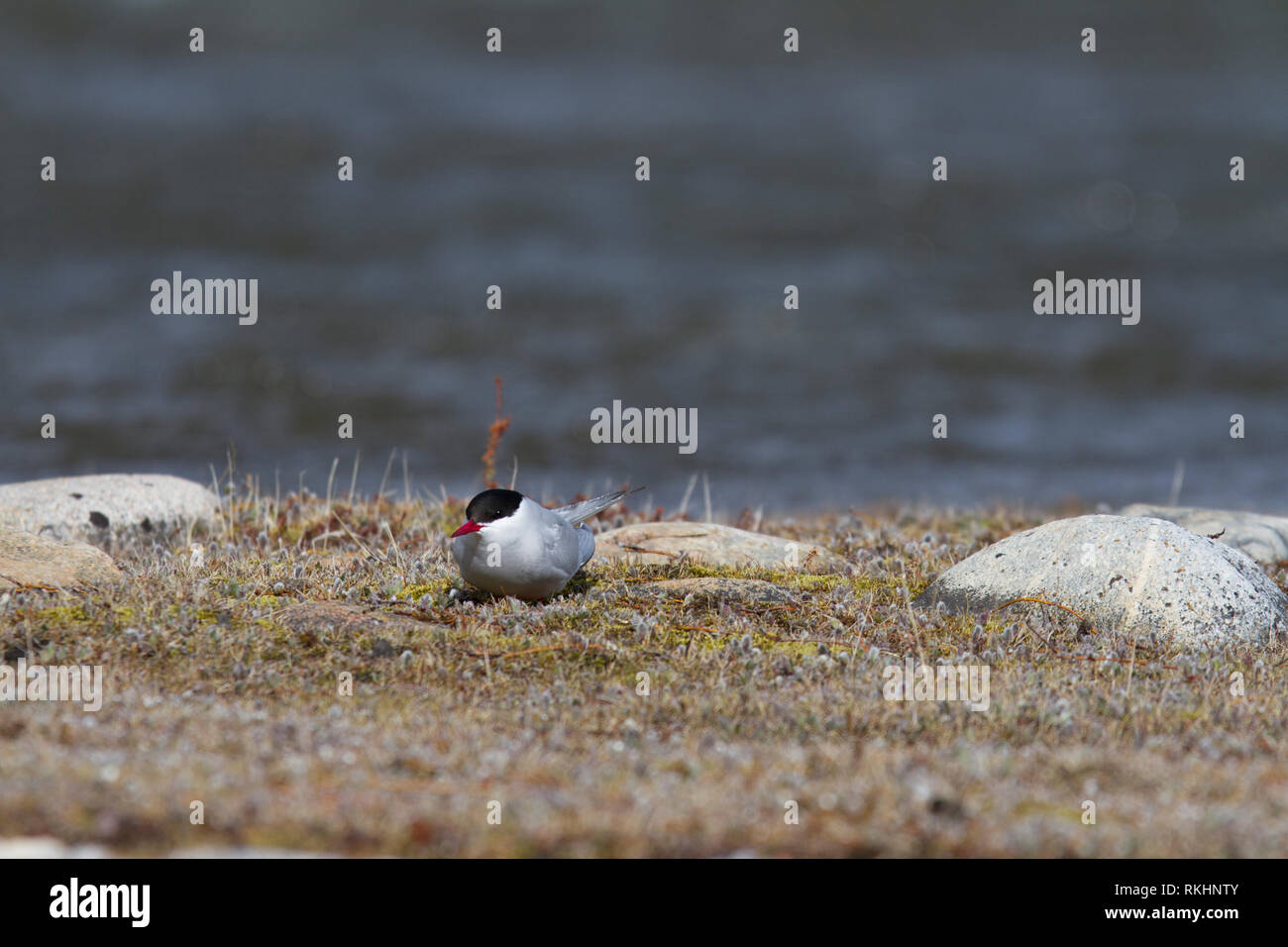 Sterna paradisaea migration hi-res stock photography and images - Alamy