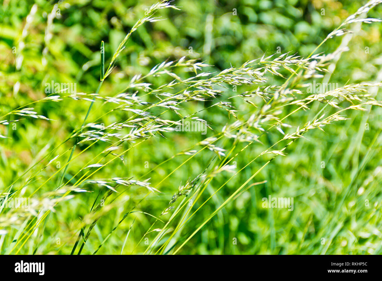 Summer picture of saturate green grass texture Stock Photo - Alamy
