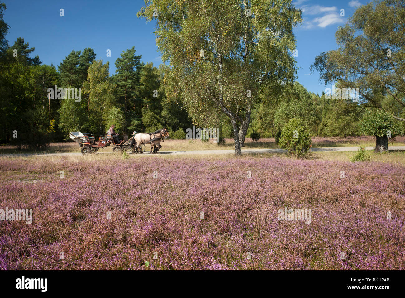 ourists in a horse-drawn carriage in the landscape with flowering heather (Calluna vulgaris ...