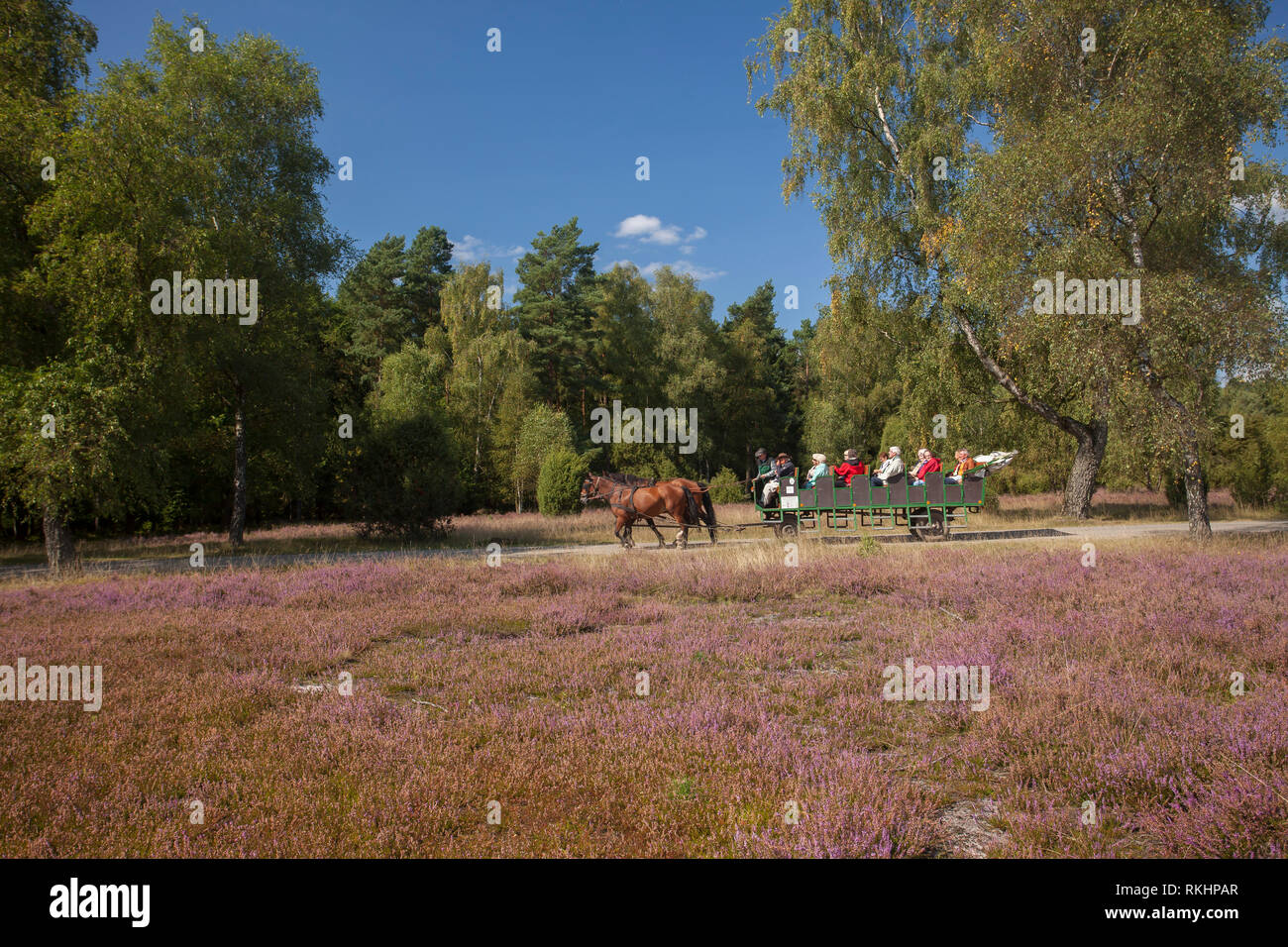 ourists in a horse-drawn carriage in the landscape with flowering heather (Calluna vulgaris ...