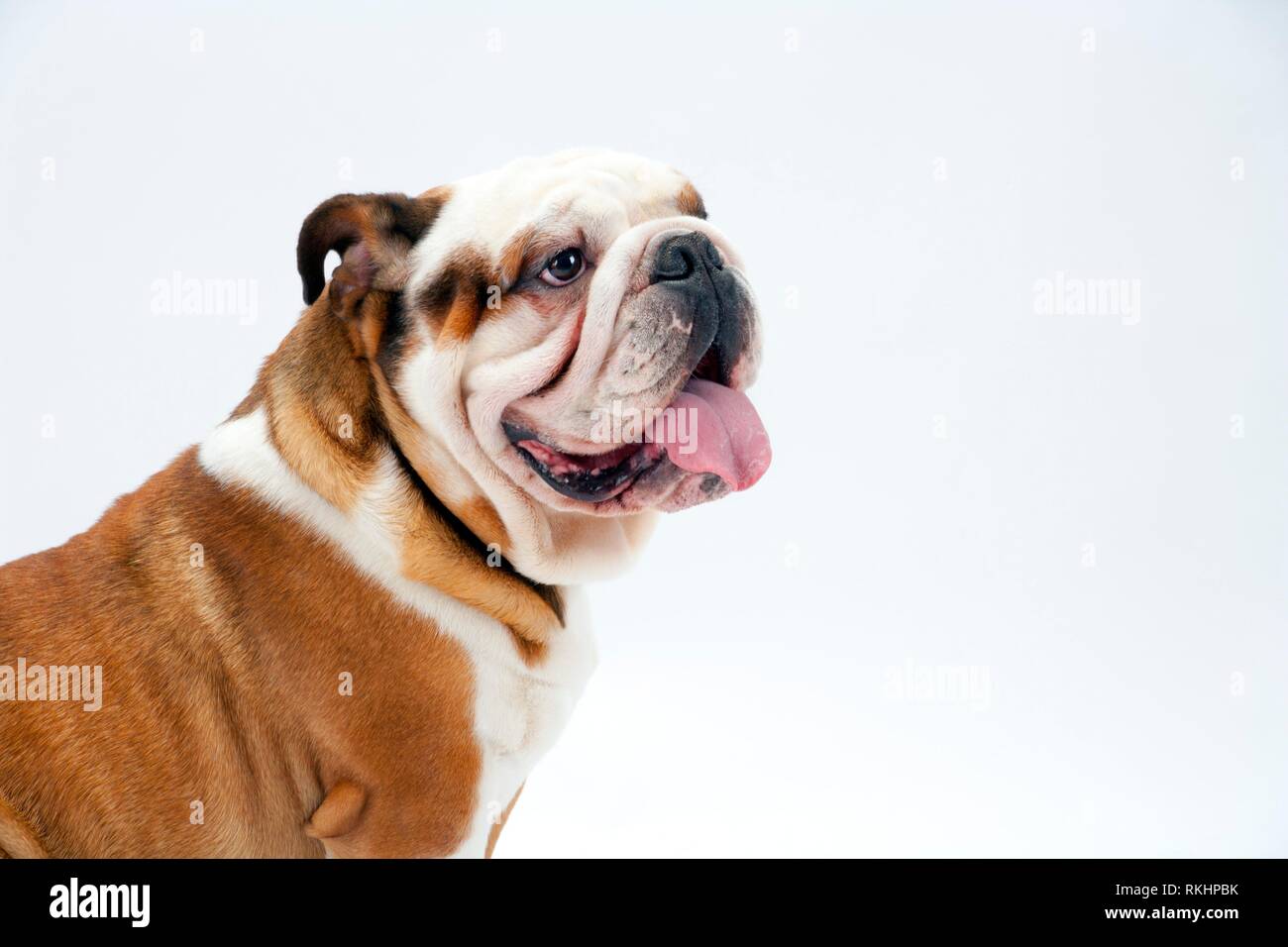 Bulldog camera hi-res stock photography and images - Alamy