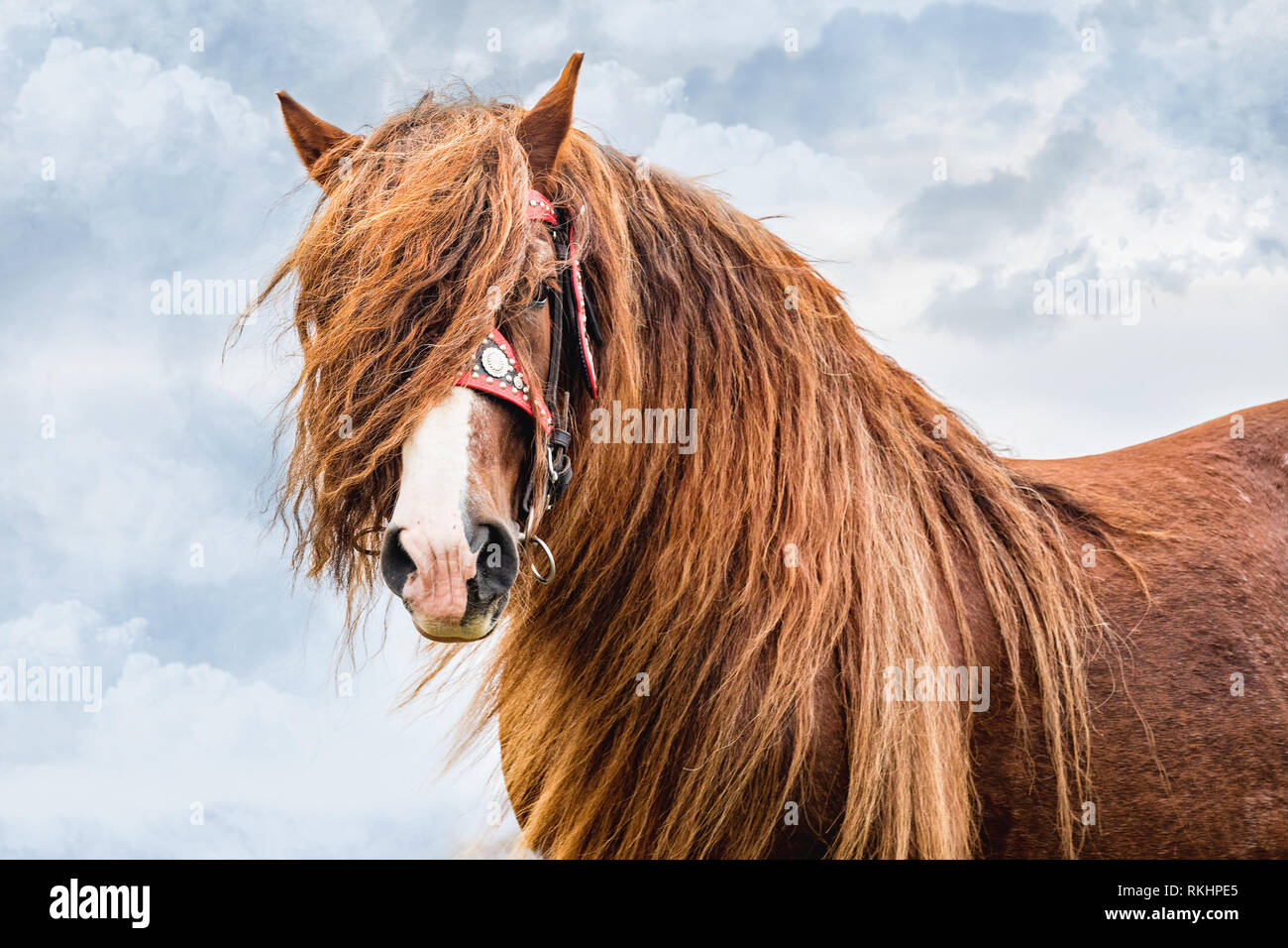 Mammal horse percheron hi-res stock photography and images - Alamy