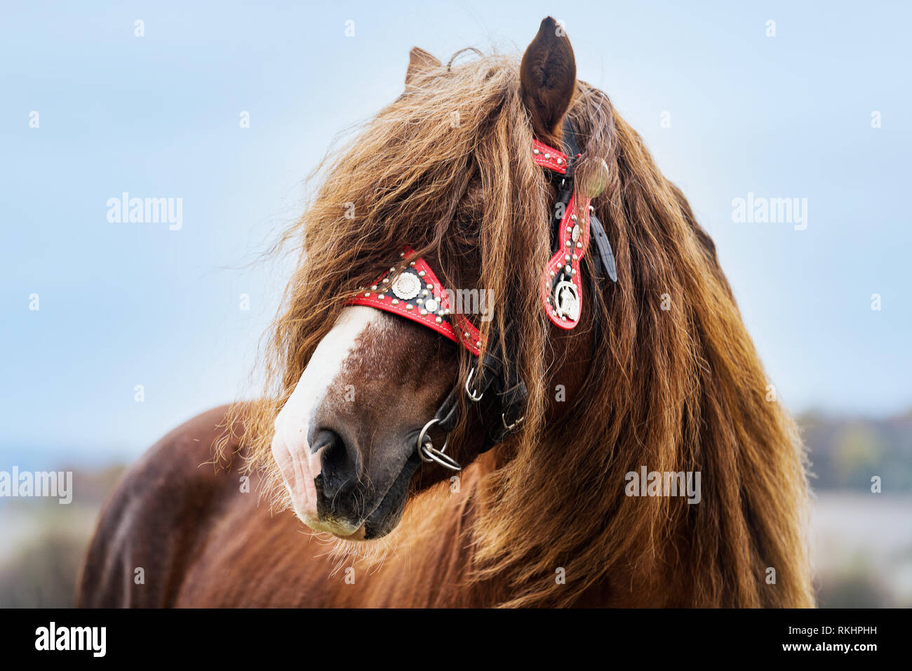 Portrait of a brown stallion Percheron with beautiful mane and harness ...