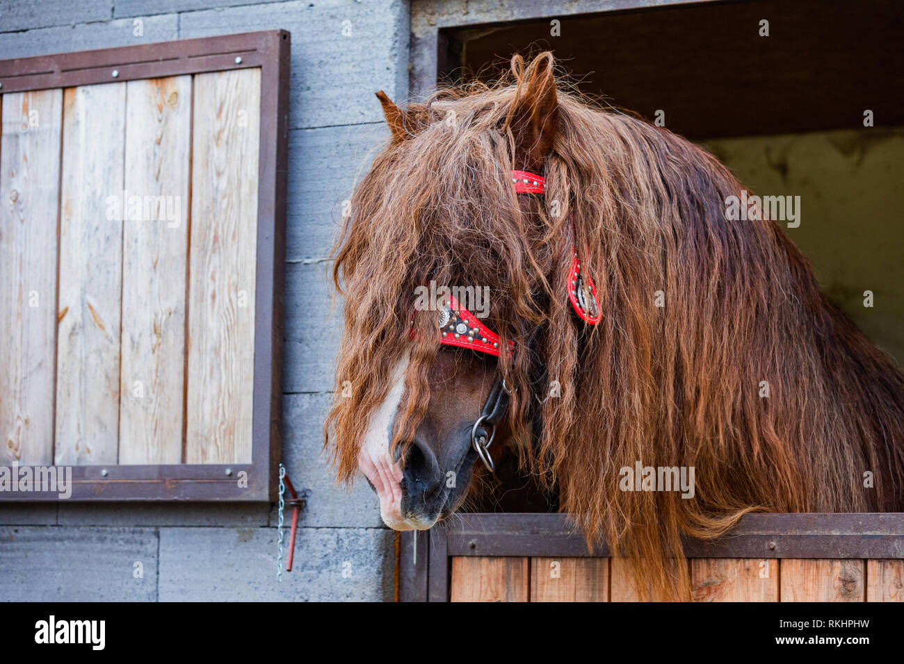 Percheron draft horse harness hi-res stock photography and images - Alamy