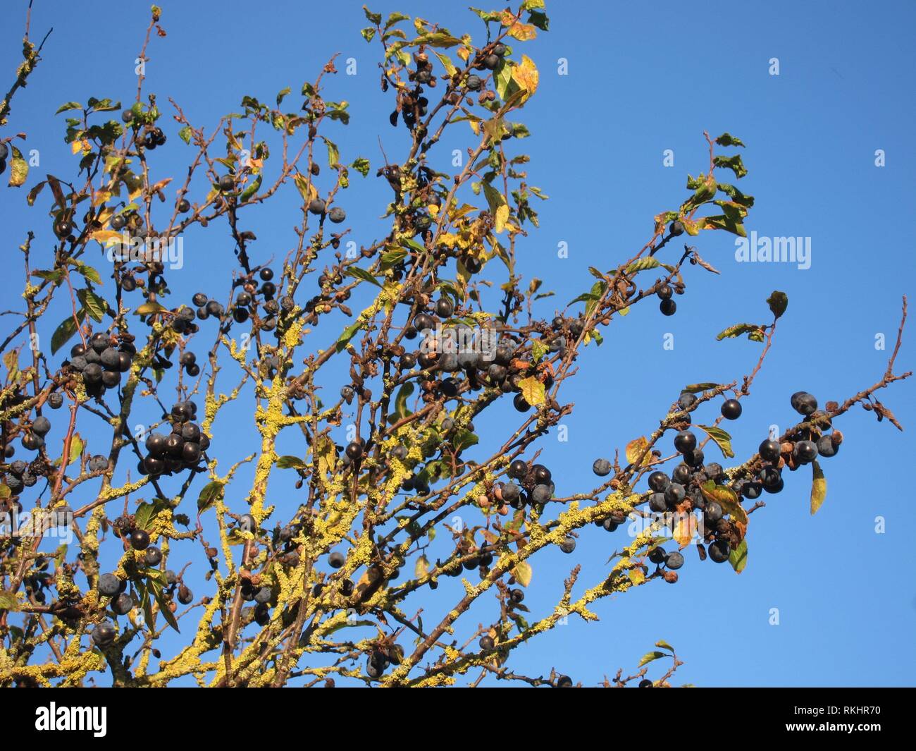 Sloe tree hi-res stock photography and images - Alamy