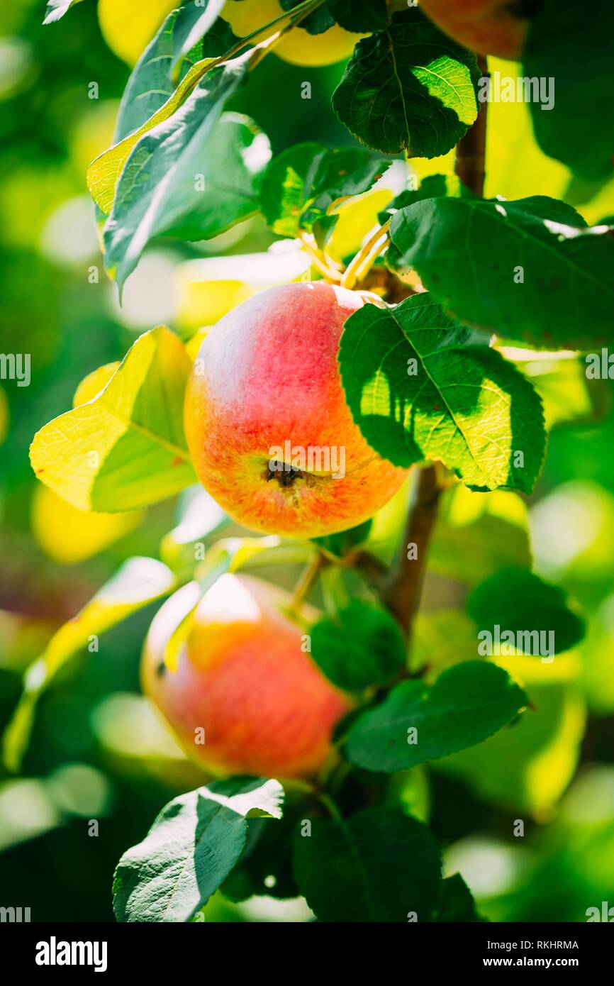 Two apples growing on tree hi-res stock photography and images - Alamy