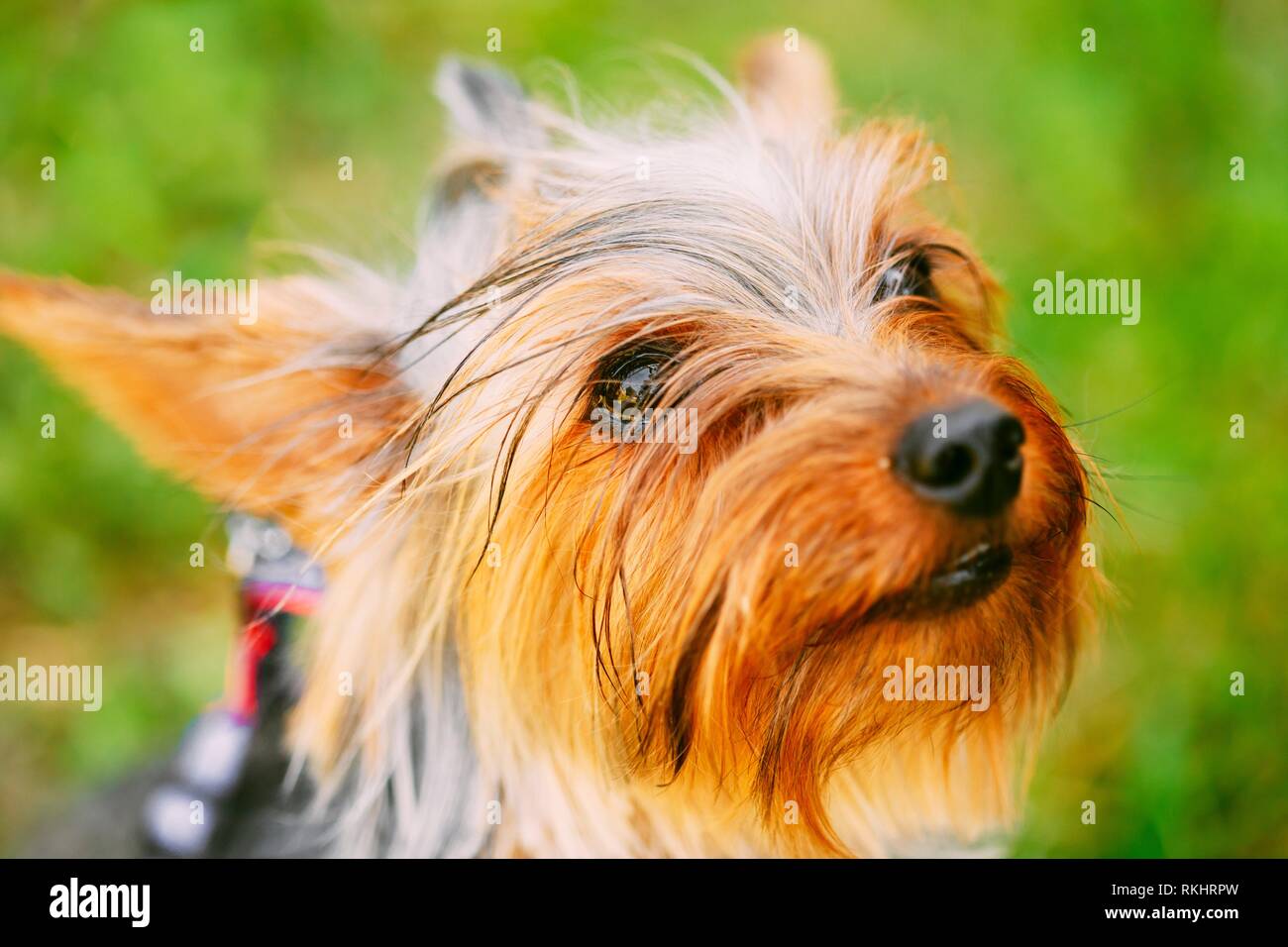 Yorkshire terrier mini toy hi-res stock photography and images - Alamy
