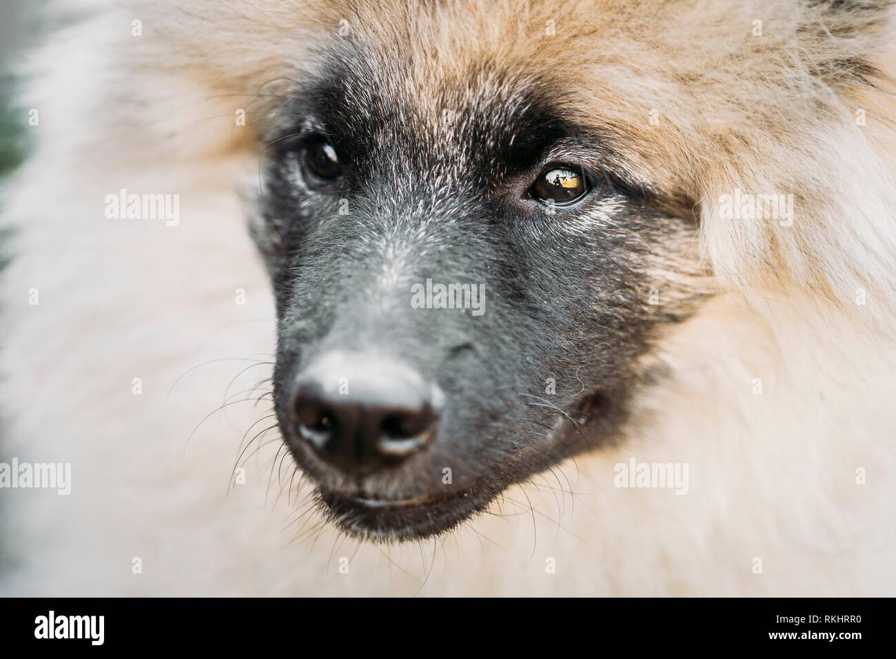 Keeshound High Resolution Stock Photography and Images - Alamy