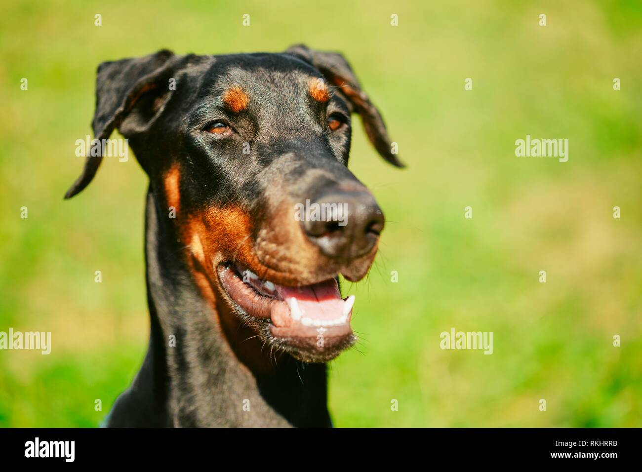 Doberman standing hi-res stock photography and images - Alamy