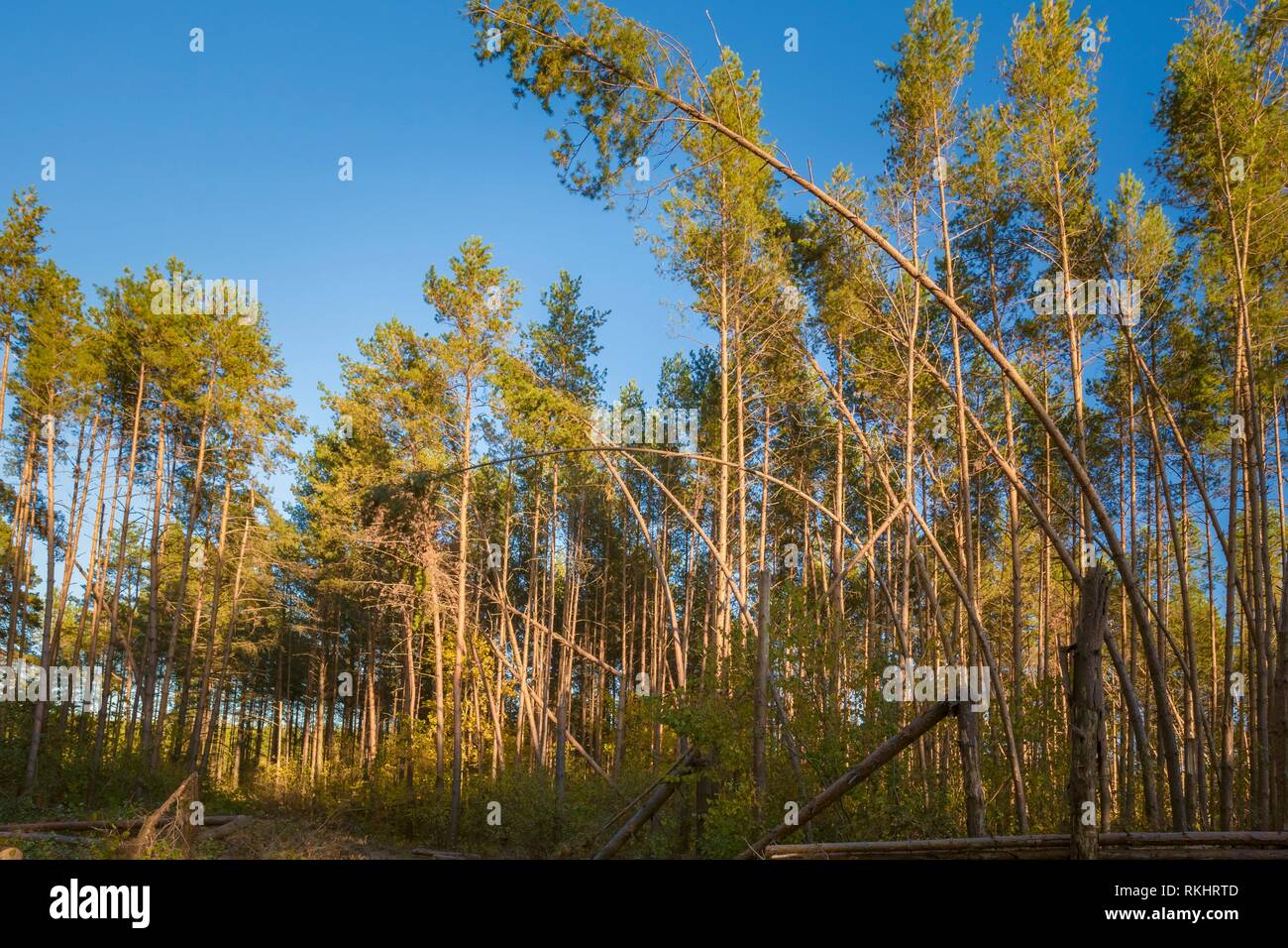 Strong woods hi-res stock photography and images - Alamy