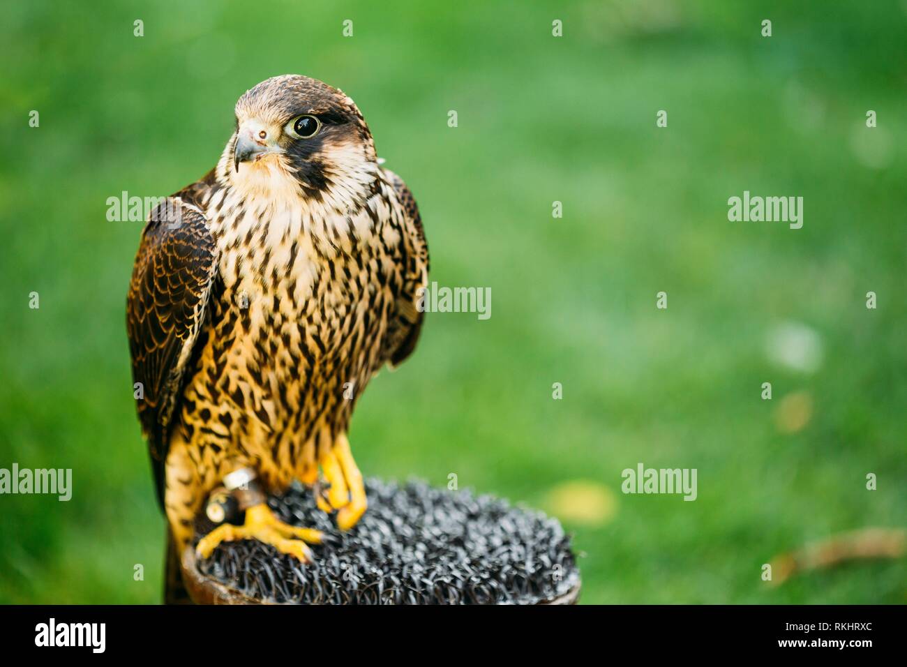 Peregrine falcon falco peregrinus peregrine historically duck hawk ...